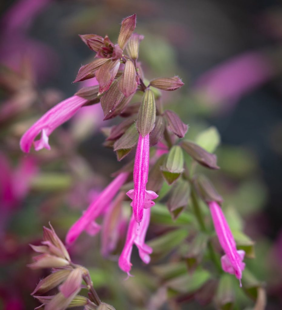 Salvia 'Salmia Pink' 17cm Pot